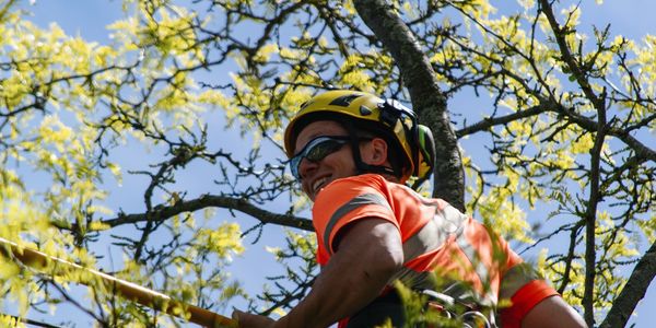 Able Tree Service Inc.